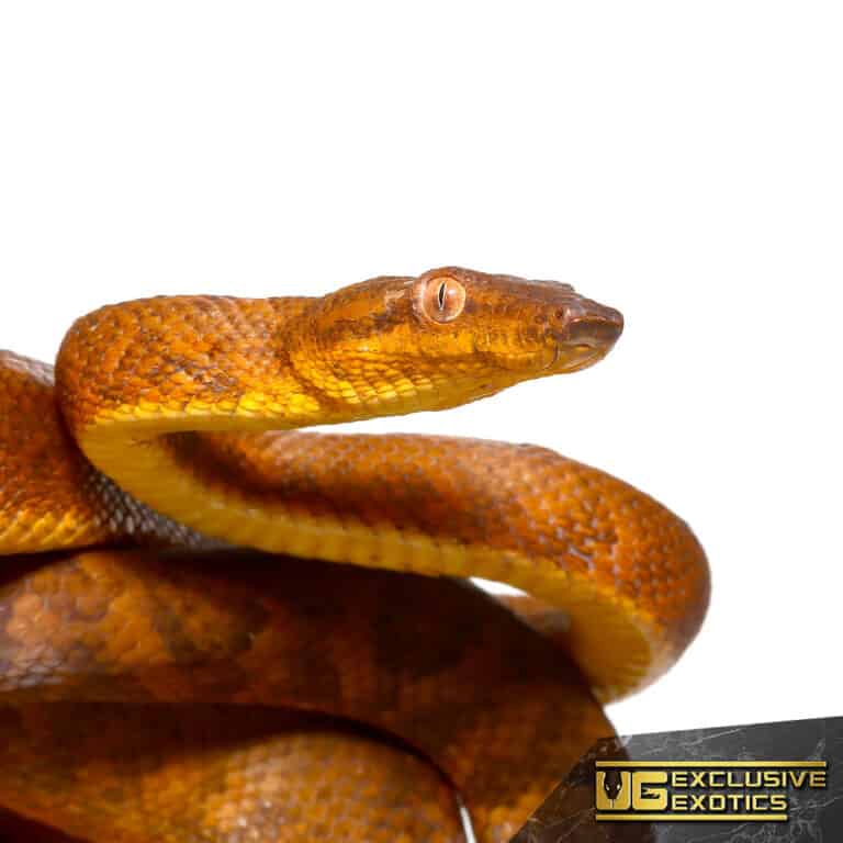 Solomon Island Tree Boa for sale - Underground Reptiles