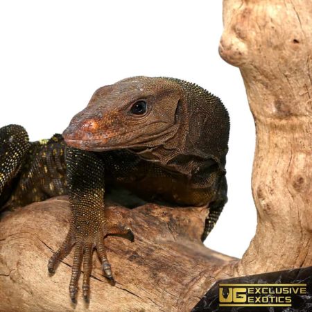 Monitors For Sale - Underground Reptiles