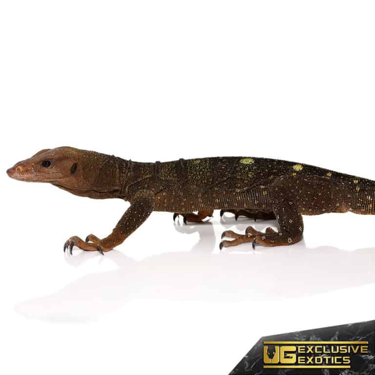 Adult Spiny Neck Monitors (Varanus spinulosus) For Sale - Underground ...