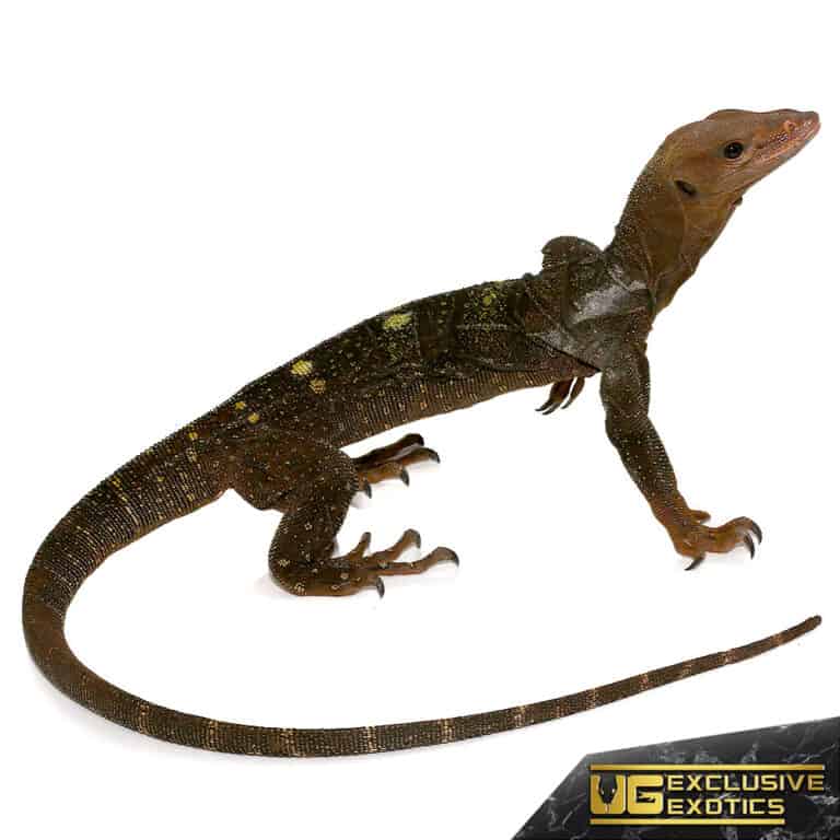 Adult Spiny Neck Monitors (Varanus spinulosus) For Sale - Underground ...