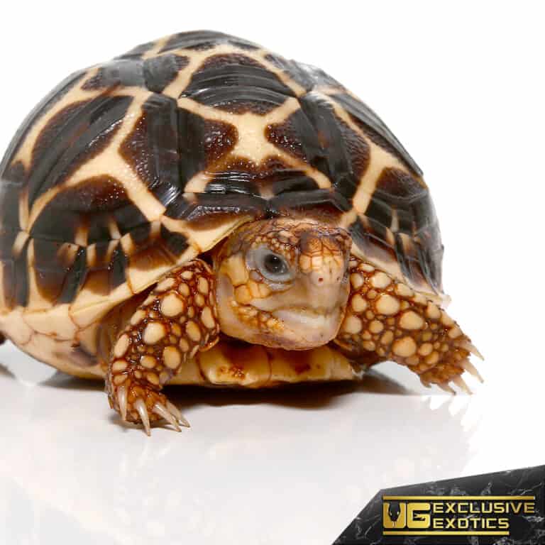 Baby Indian Star Tortoises For Sale - Underground Reptiles