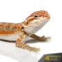 Bearded Dragons For Sale - Underground Reptiles
