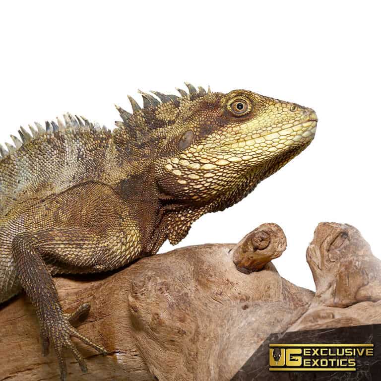 Long's Forest Dragons For Sale - Underground Reptiles