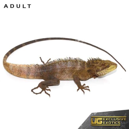 Other Lizards For Sale - Underground Reptiles