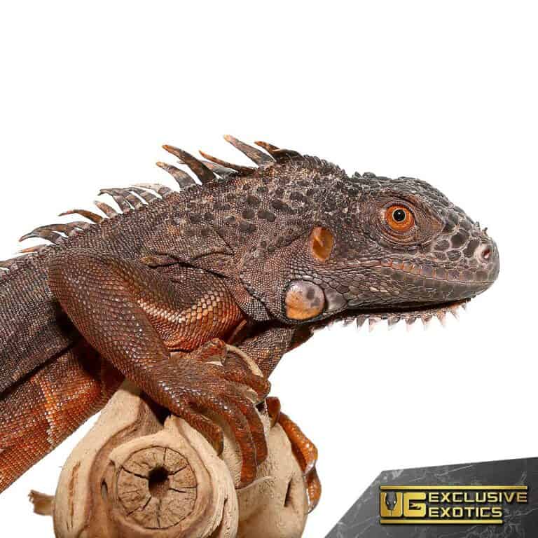 True Red Iguanas For Sale - Underground Reptiles