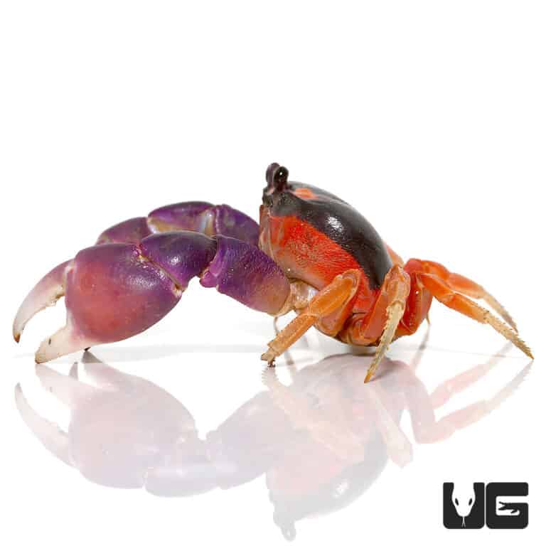 Moon Crabs (Gecarcinus quadratus) For Sale - Underground Reptiles