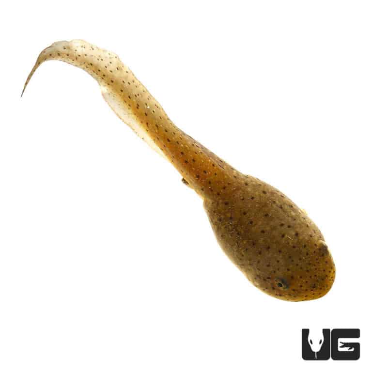 Bullfrog Tadpoles For Sale - Underground Reptiles