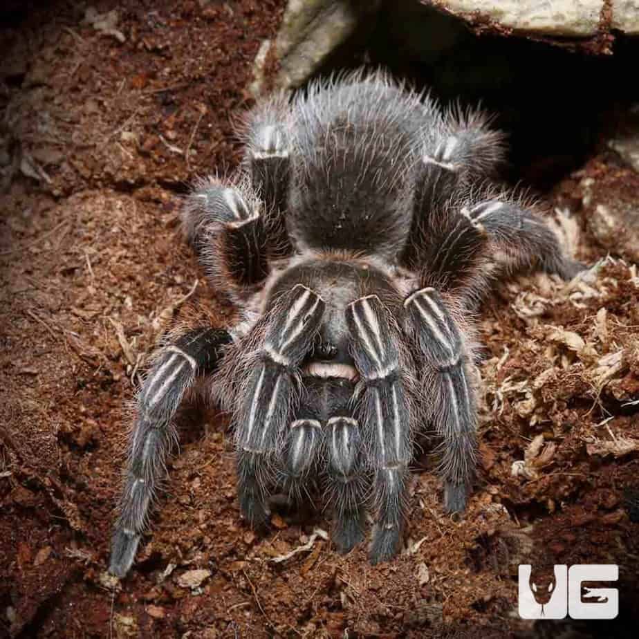 Stripe Knee Tarantulas (Aphonopelma seemanni) For Sale - Underground ...