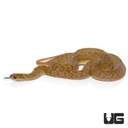 West African Egg Eating Snakes (Dasypeltis gansi) For Sale ...
