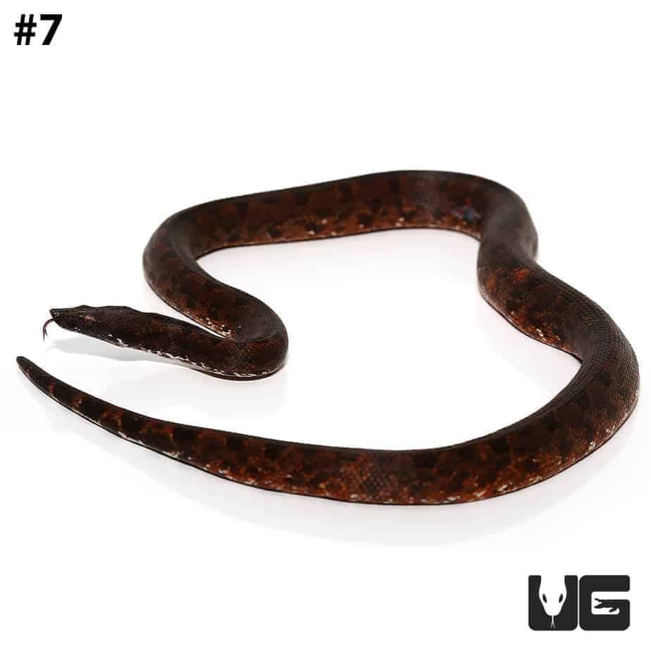 Solomon Island Ground Boas (Candoia carinata paulson) for sale ...