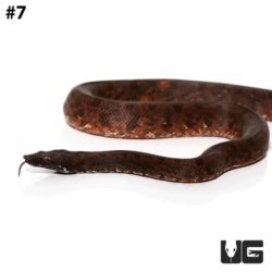 Solomon Island Ground Boas (Candoia carinata paulson) for sale ...