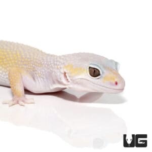 Leopard Geckos For Sale - Underground Reptiles