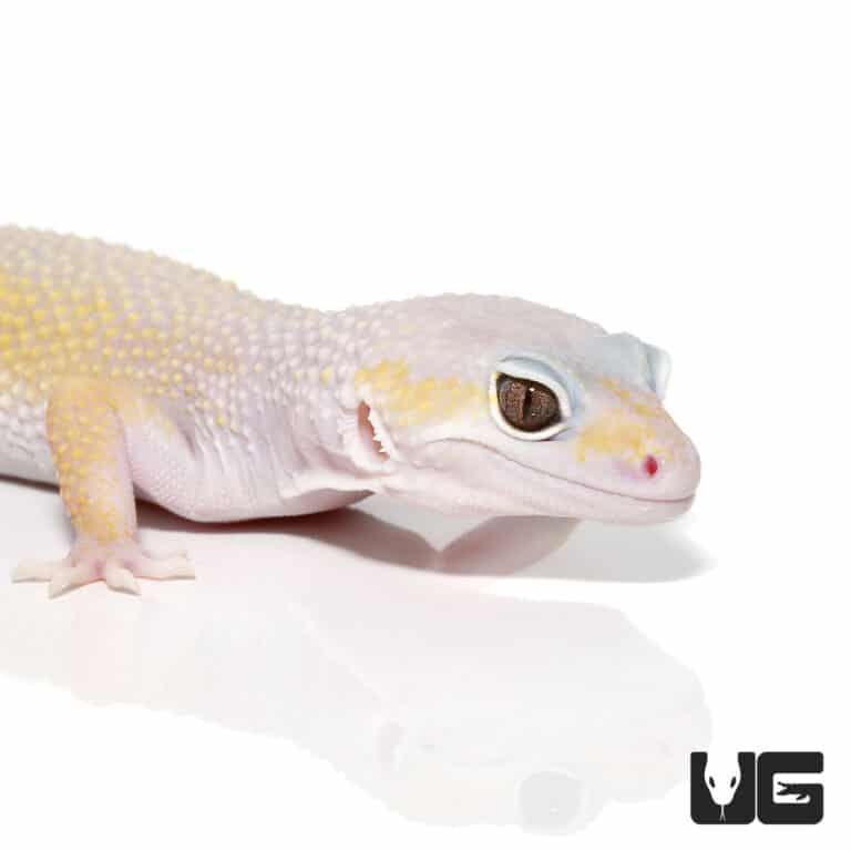 Adult Leucistic Leopard Gecko for sale - Underground reptiles