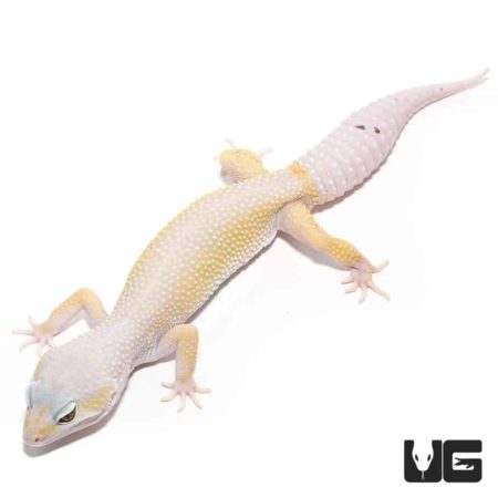 Adult Leucistic Leopard Gecko for sale - Underground reptiles