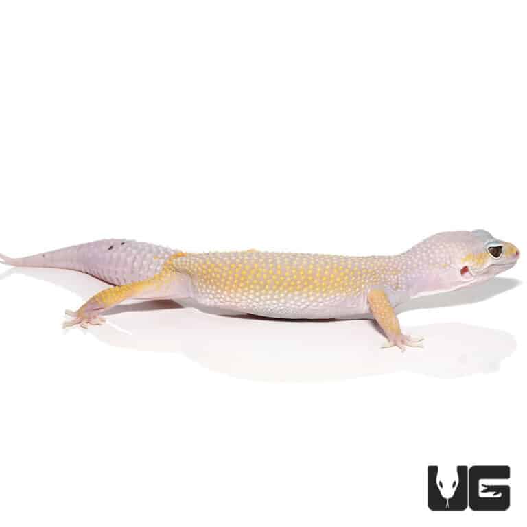 Adult Leucistic Leopard Gecko for sale - Underground reptiles