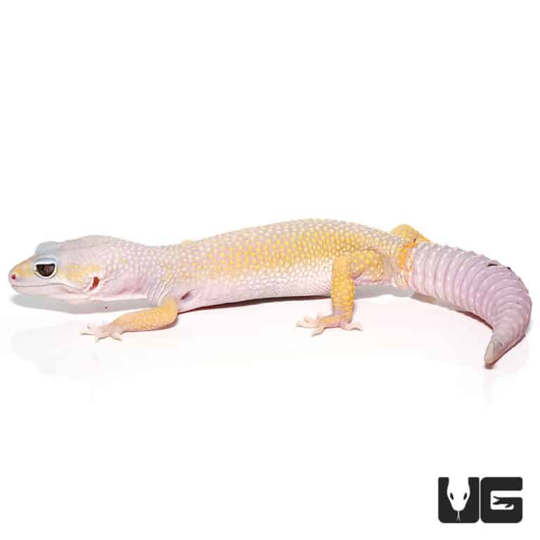 Adult Leucistic Leopard Gecko for sale - Underground reptiles