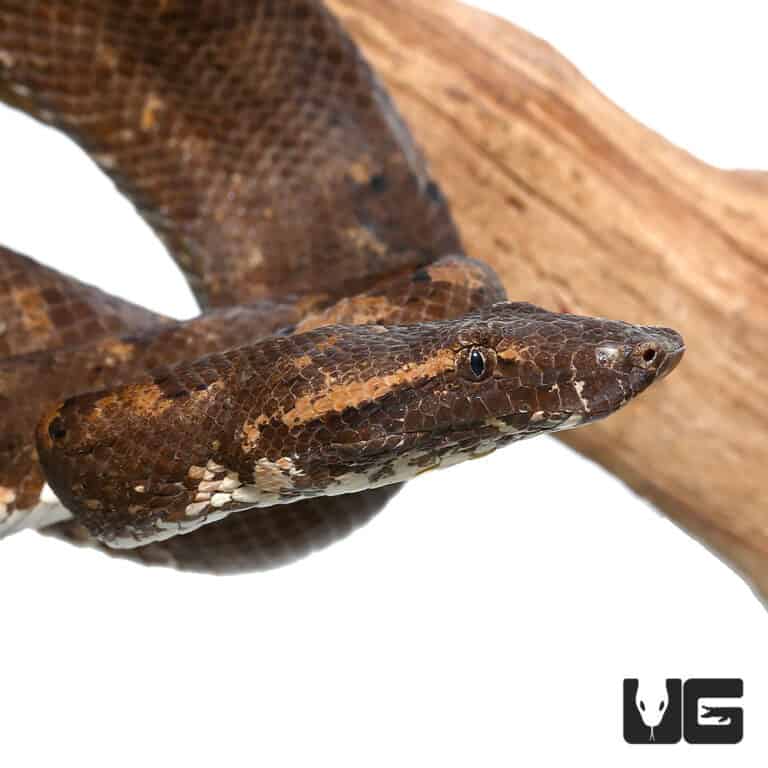 Adult Solomon Island Tree Boa for sale - Underground Reptiles