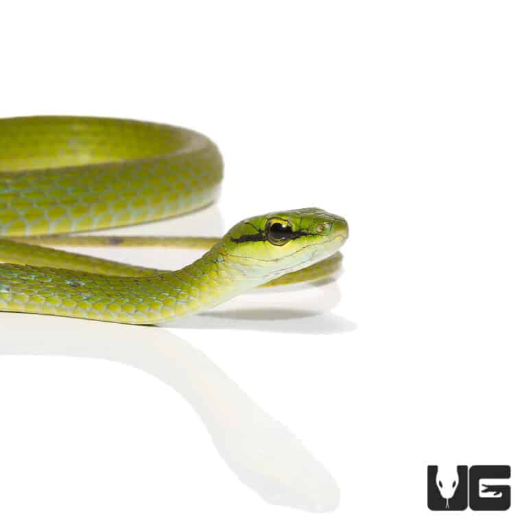 African Emerald Tree Snakes For Sale - Underground Reptiles