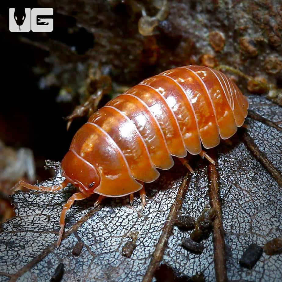 Armadillidium Vulgare Orange Vigor Isopods - Underground Reptiles