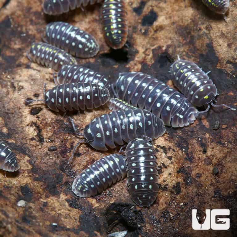 Isopods For Sale - Underground Reptiles