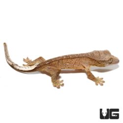 Baby Brindle Phantom Reverse Pinstripe Crested Geckos For Sale ...