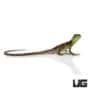 Baby Green Basilisks (Basiliscus plumifrons) For Sale - Underground ...