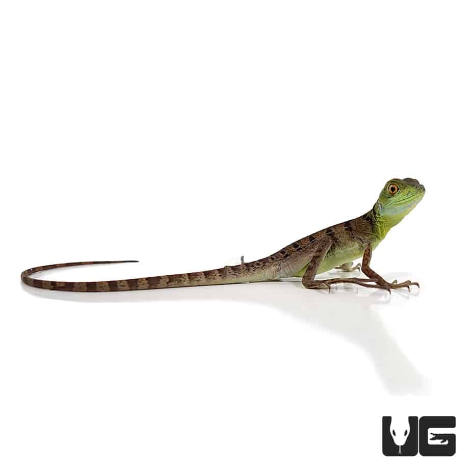 Baby Green Basilisks (Basiliscus plumifrons) For Sale - Underground ...