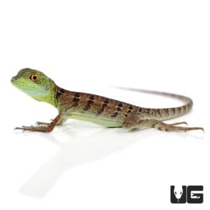Baby Green Basilisks (Basiliscus plumifrons) For Sale - Underground ...