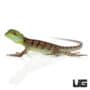 Baby Green Basilisks (Basiliscus plumifrons) For Sale - Underground ...