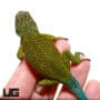 Blue Headed Emerald Swifts For Sale - Underground Reptiles