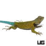 Blue Headed Emerald Swifts For Sale - Underground Reptiles