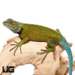 Blue Headed Emerald Swifts For Sale - Underground Reptiles