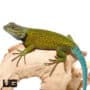 Blue Headed Emerald Swifts For Sale - Underground Reptiles