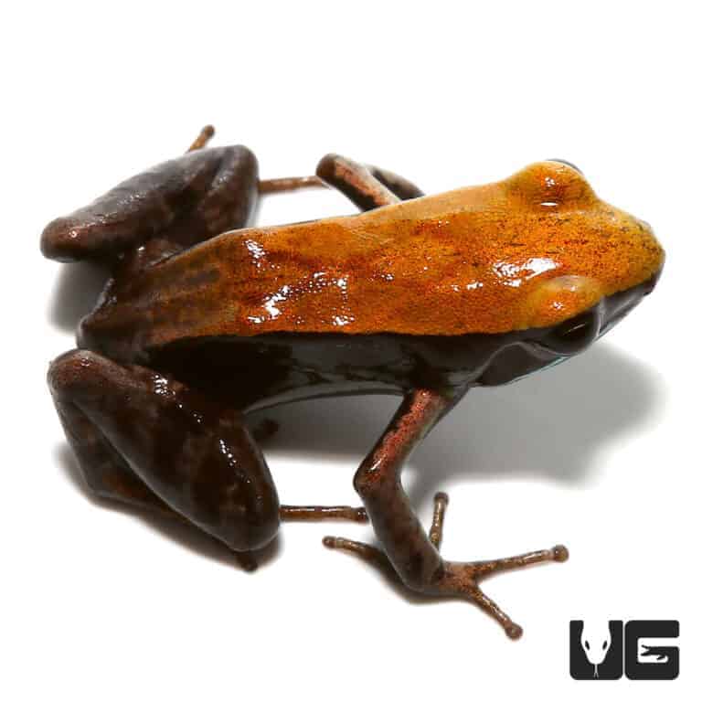 Painted Mantellas (Mantella madagascariensis) For Sale - Underground ...