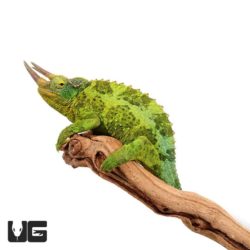 Jacksons Chameleons (Trioceros jacksonii) For Sale - Underground Reptiles