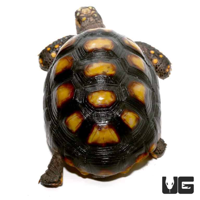 Colombian Redfoot Tortoises For Sale - Underground Reptiles