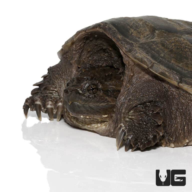 Common Snapping Turtles (Chelydra serpentina) For Sale - Underground ...