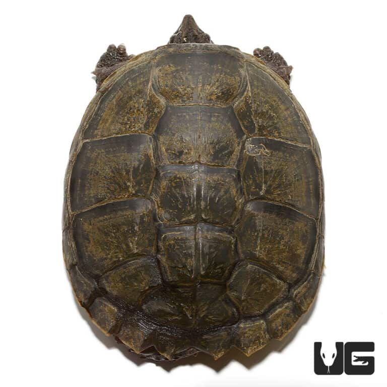 Common Snapping Turtles (Chelydra serpentina) For Sale - Underground ...