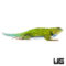 Emerald Swifts (Sceloporus malachiticus) For Sale - Underground Reptiles