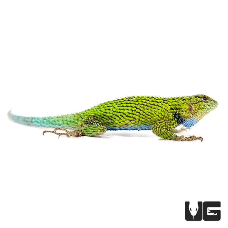 Emerald Swifts (Sceloporus malachiticus) For Sale - Underground Reptiles
