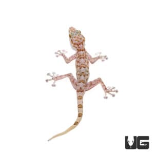 Fan Footed Geckos (Ptyodactylus hasselquistii) For Sale - Underground ...