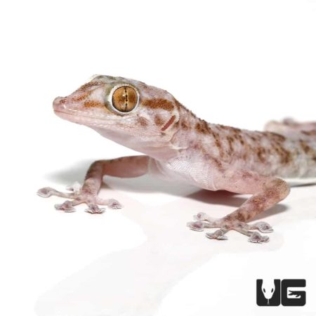 Fan Footed Geckos (Ptyodactylus hasselquistii) For Sale - Underground ...