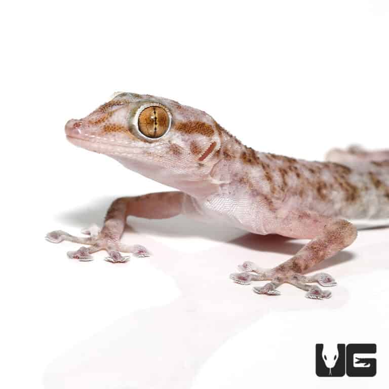 Fan Footed Geckos (Ptyodactylus hasselquistii) For Sale - Underground ...