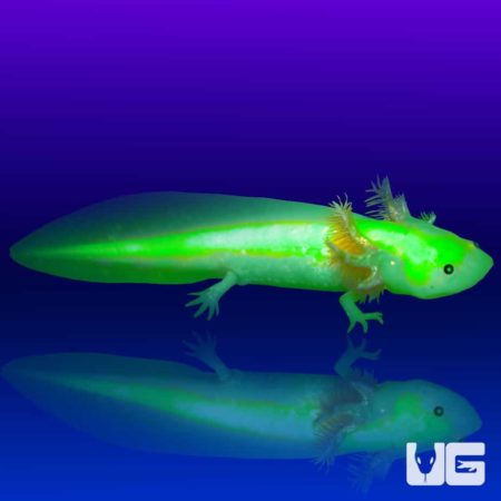GFP Leucistic Axolotls For Sale - Underground Reptiles
