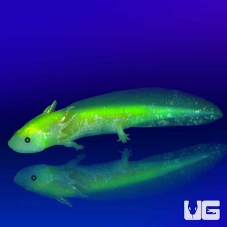 GFP Leucistic Axolotls For Sale - Underground Reptiles