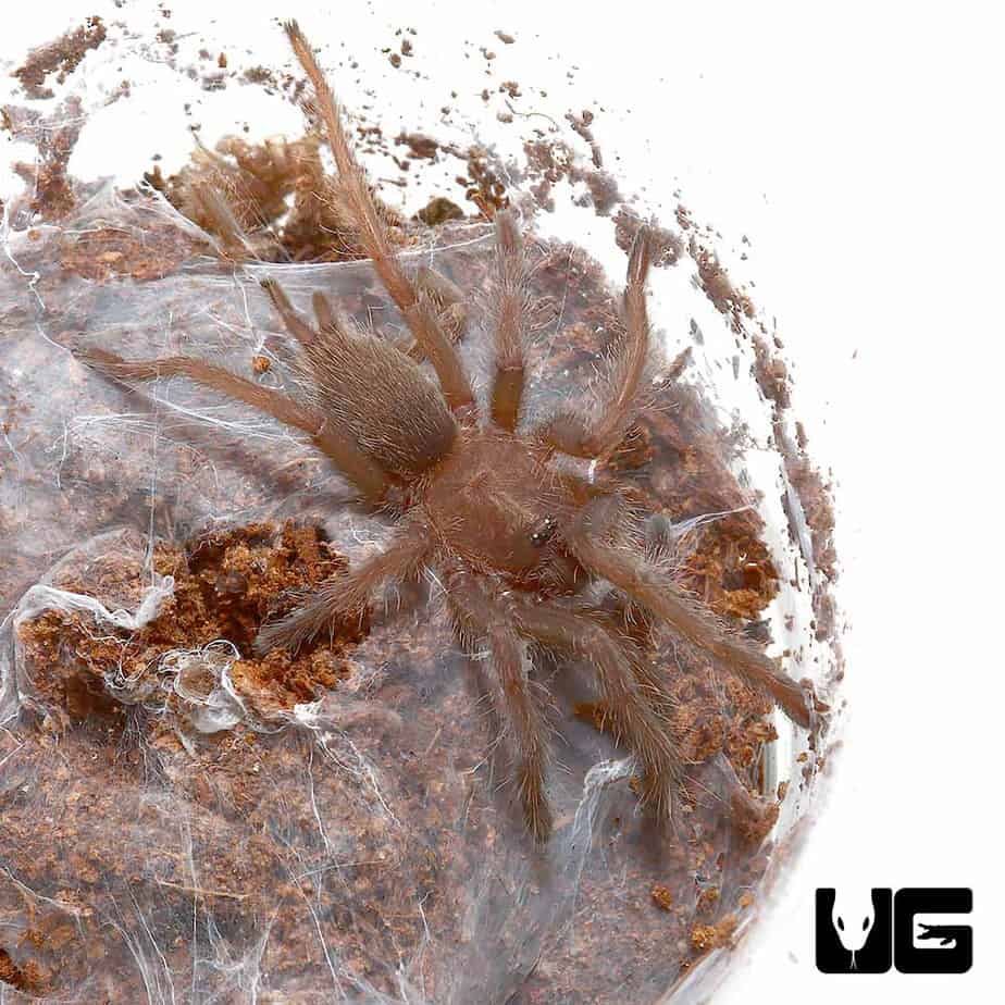 Giant Vietnam Blue Tarantula (Chilobrachys sp Vietnam Blue) For Sale ...