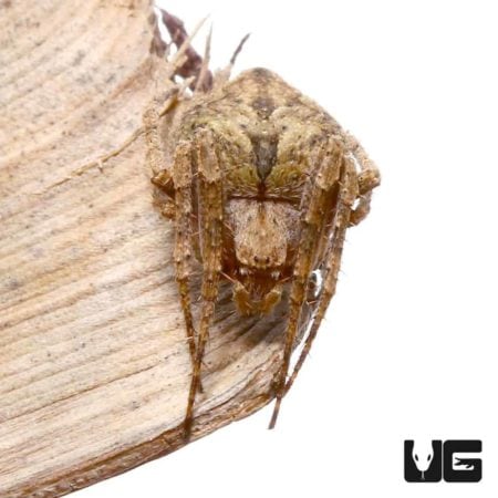 Humpback Orb Weaver Spider for sale - Underground Reptiles