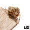 Humpback Orb Weaver Spider for sale - Underground Reptiles