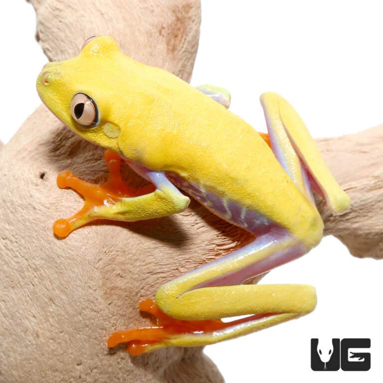 Tree Frogs For Sale - Underground Reptiles