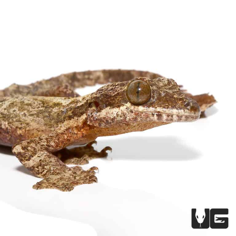 Malayan Parachute Geckos For Sale - Underground Reptiles